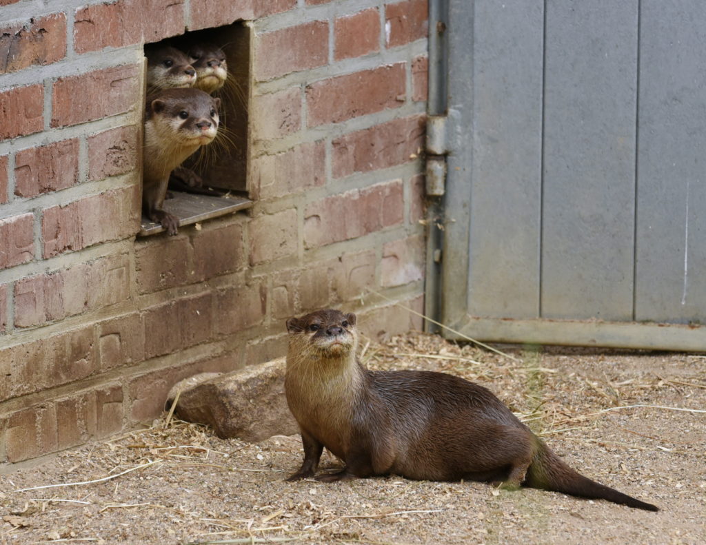 Zwergotter • Tiergarten Kleve